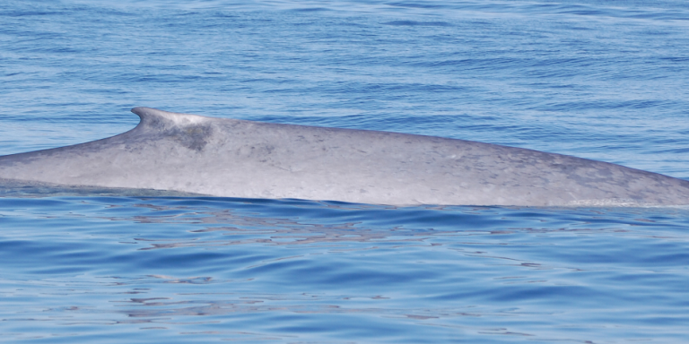 Identification de baleines bleues à l’aide de la vision par ordinateur - CRIM