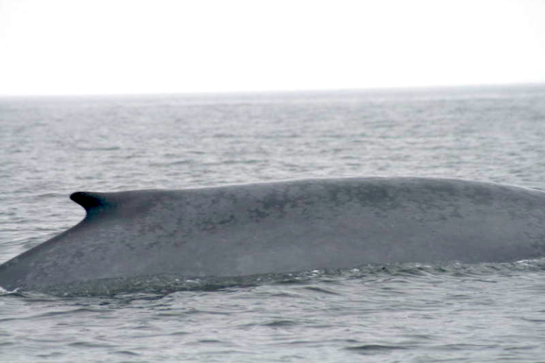 Identification de baleines bleues à l’aide de la vision par ordinateur - CRIM
